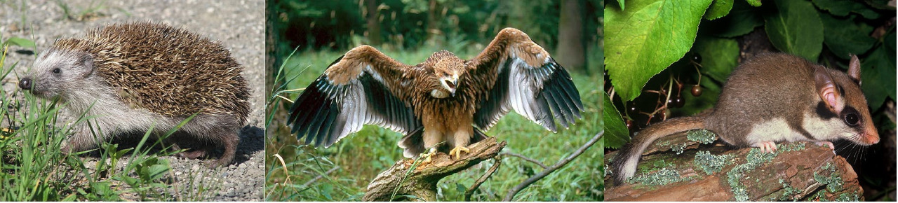 Fauna :: Gemerský región